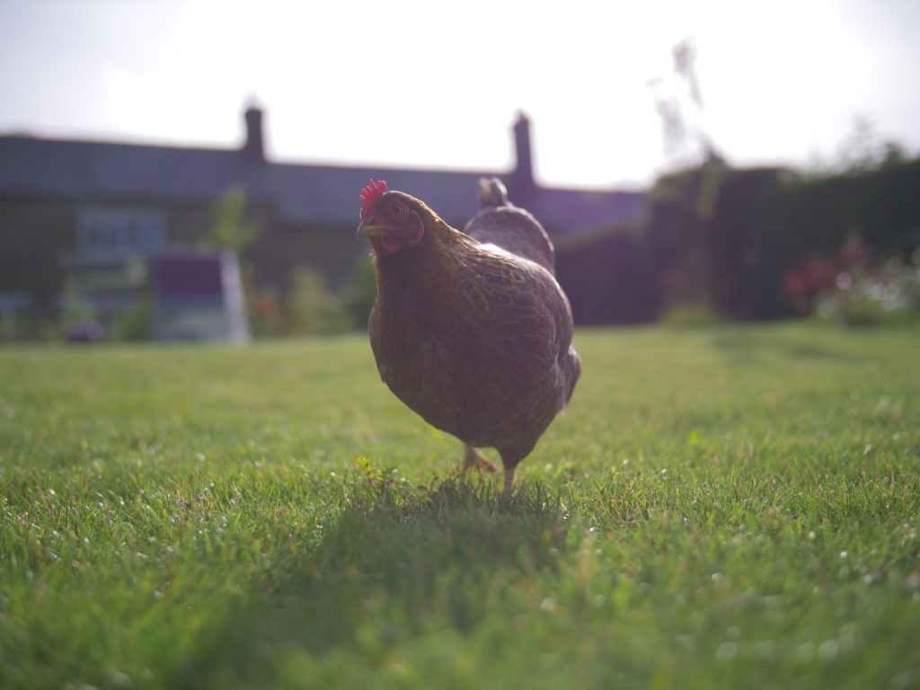Guide to keeping Chickens! - Omlet Blog Australia