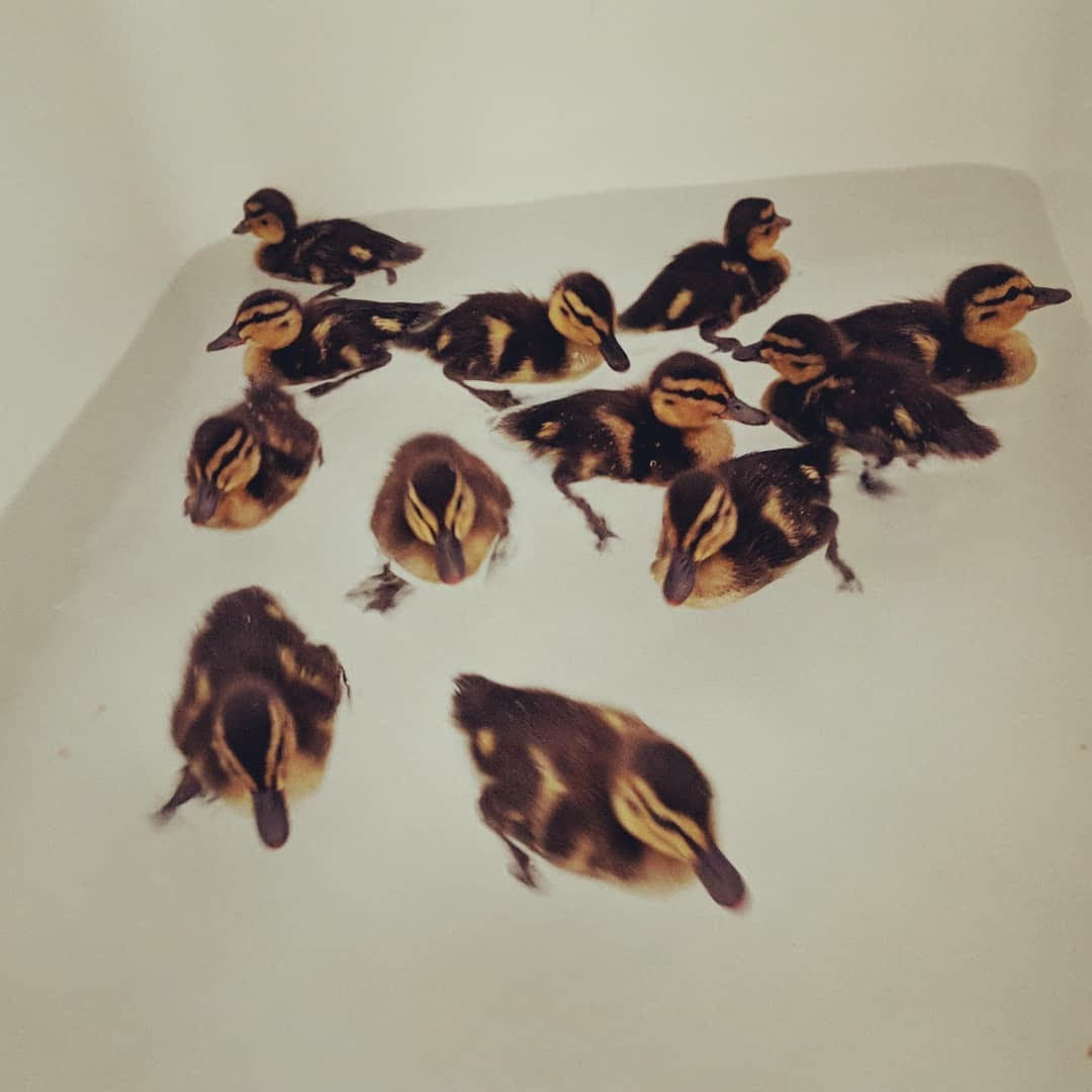 A Quacking Rescue Story - Omlet Blog Australia