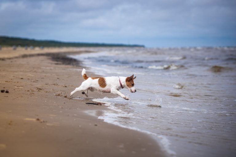 Top Tips When Taking Your Dog To The Beach! - Omlet Blog Australia