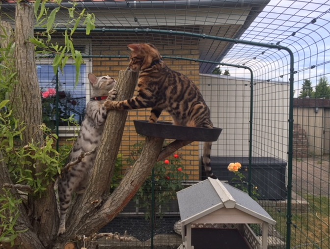 A Customer Review of the Outdoor Cat Run from Omlet - Omlet Blog Australia