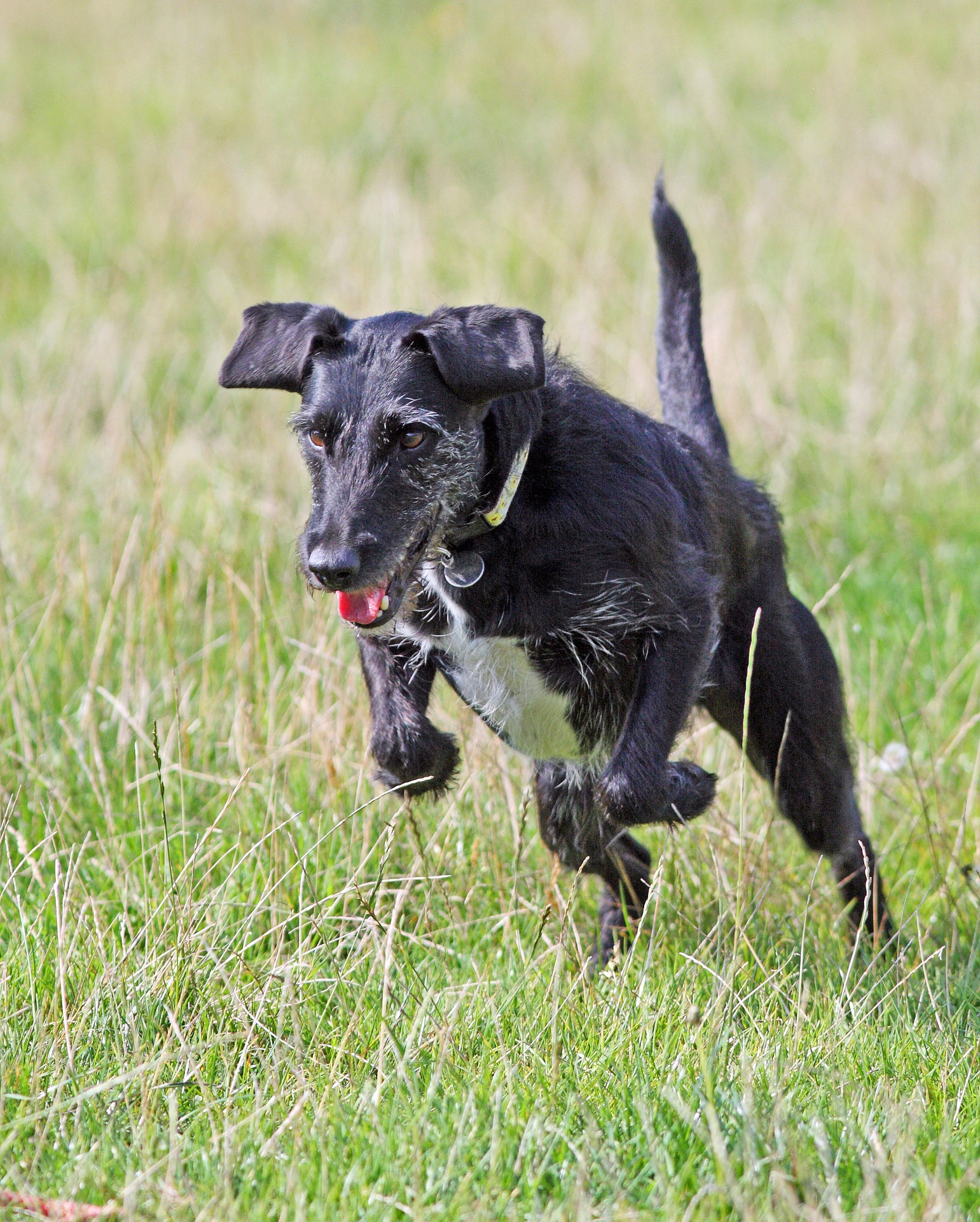 How to take better photos of your pet - Omlet Blog Australia