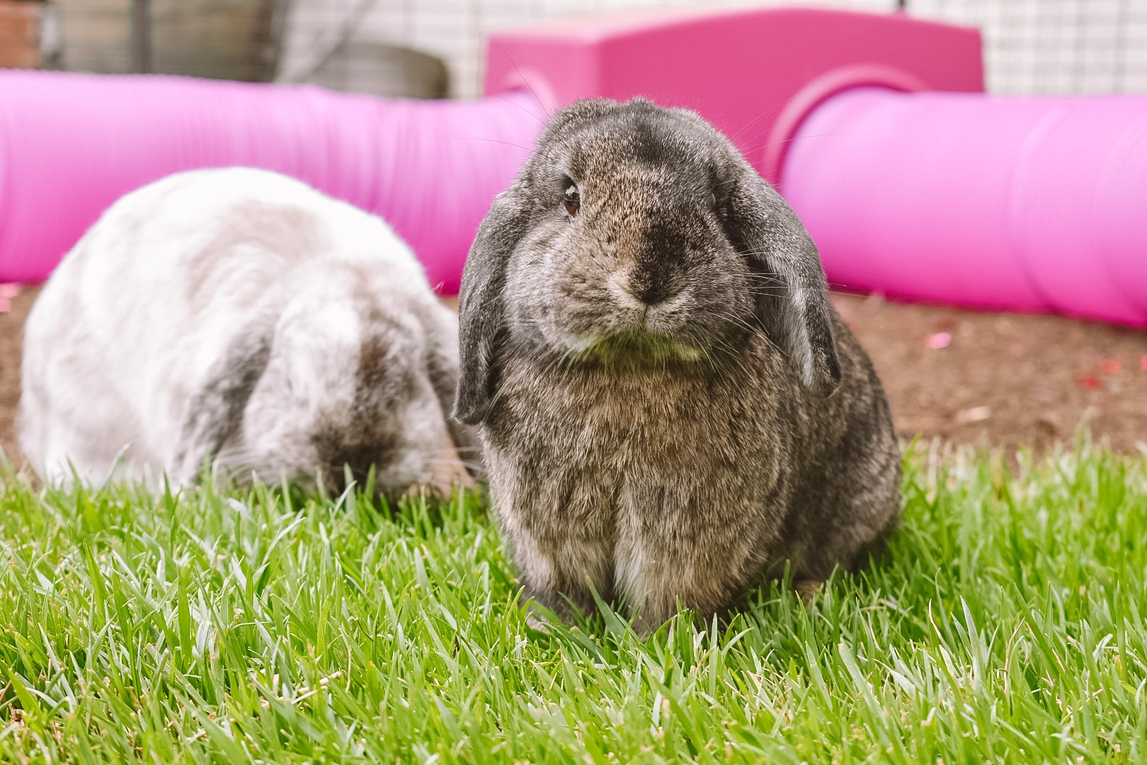 How to Read Rabbit Body Language - Omlet Blog Australia