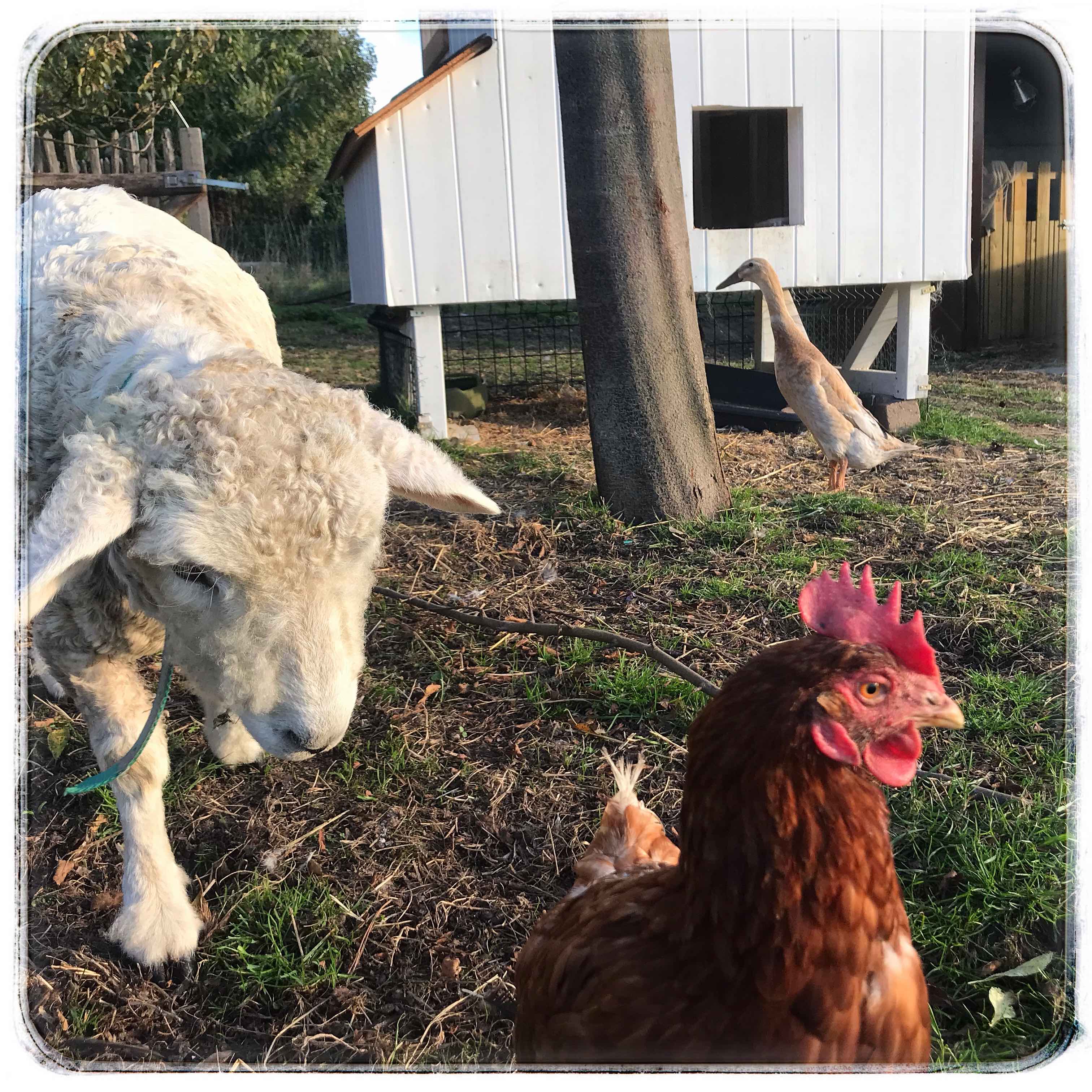 Rescuing Ex-battery Hens - A Photo Diary - Part 2 - Omlet Blog Australia