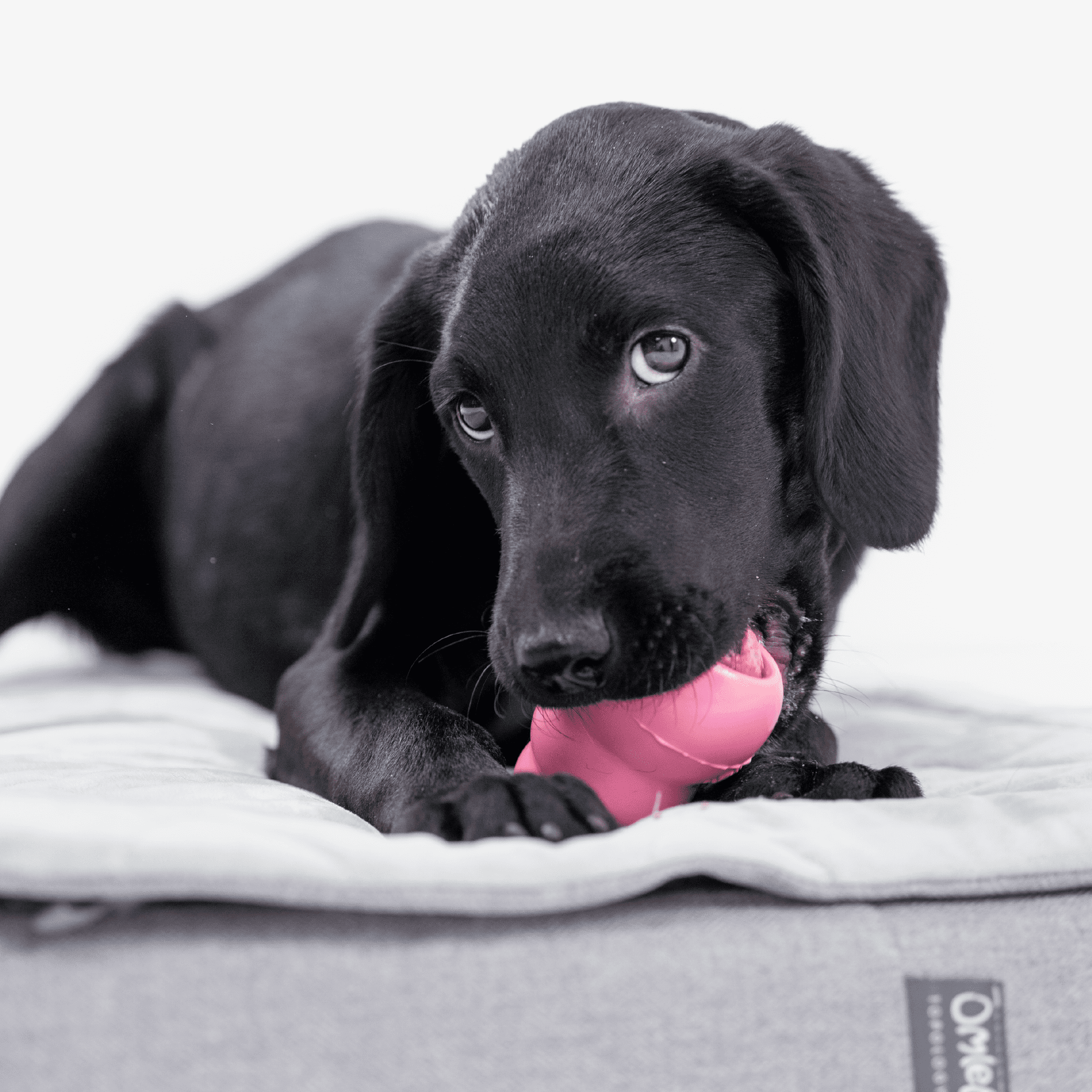 Top tips for the first week with a puppy - Omlet Blog Australia