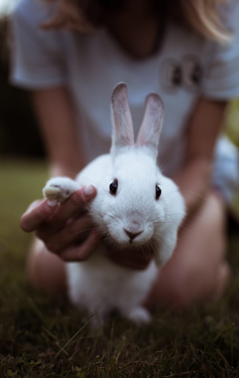 Everything You Need to Know About Rabbit Poo - Omlet Blog Australia