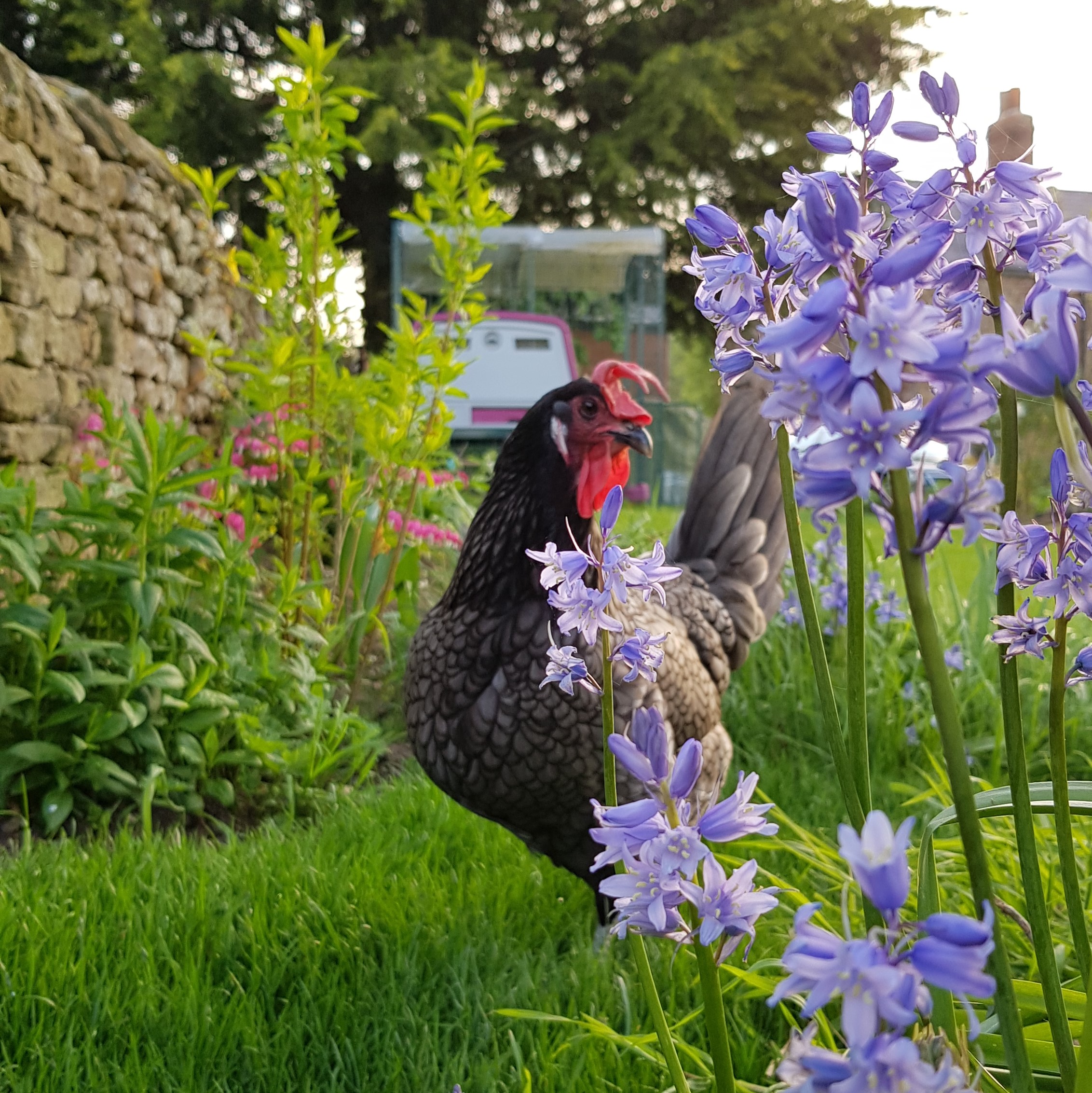 Chicken Keeping Challenges In The Year Ahead Omlet Blog Australia