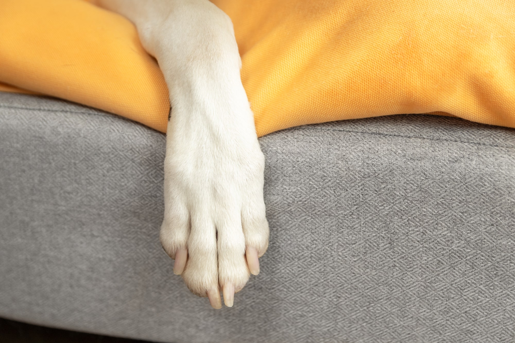 Why do some animals have paws? - Omlet Blog Australia