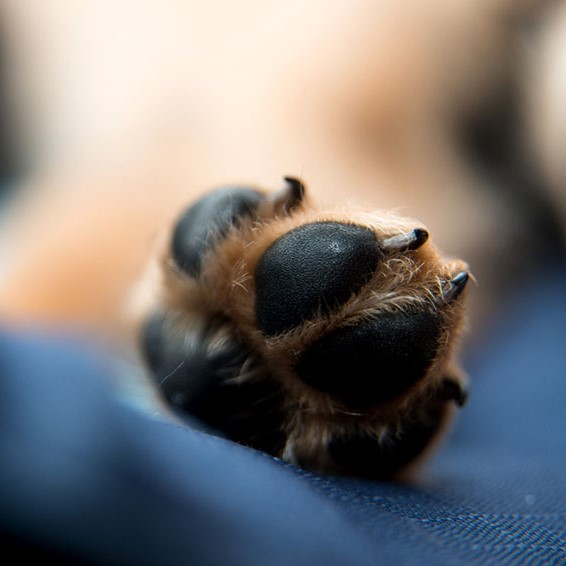 Why Do Some Animals Have Paws? - Omlet Blog Australia