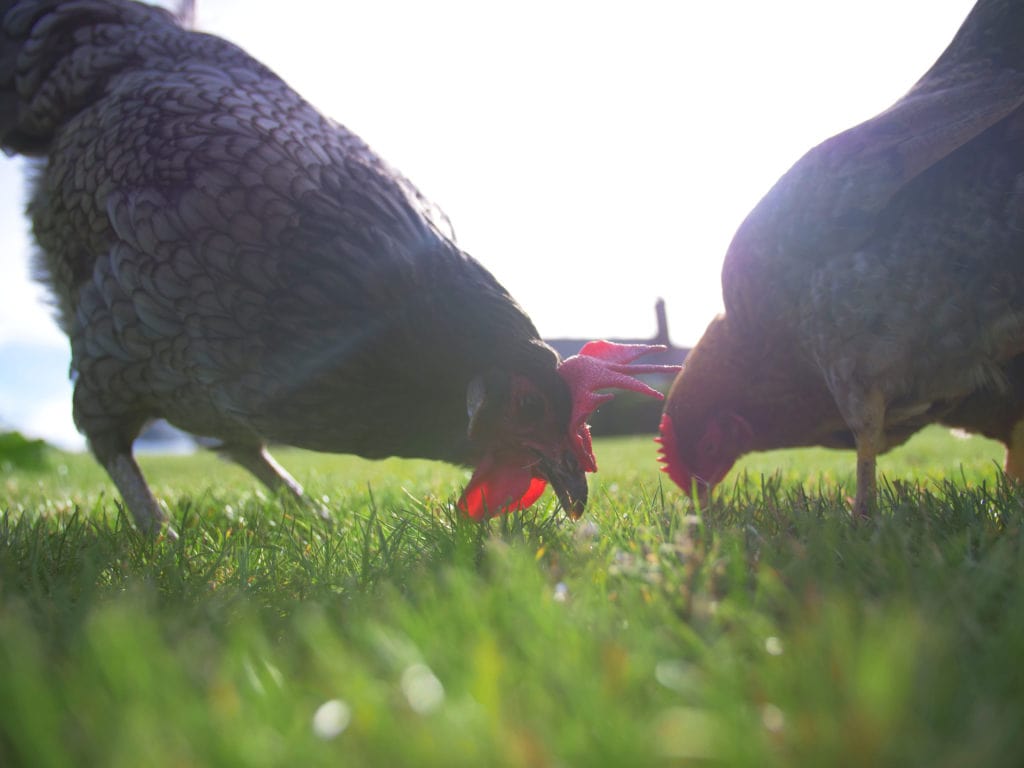 How To Turn Your Chickens' Droppings Into Manure - Omlet Blog Australia