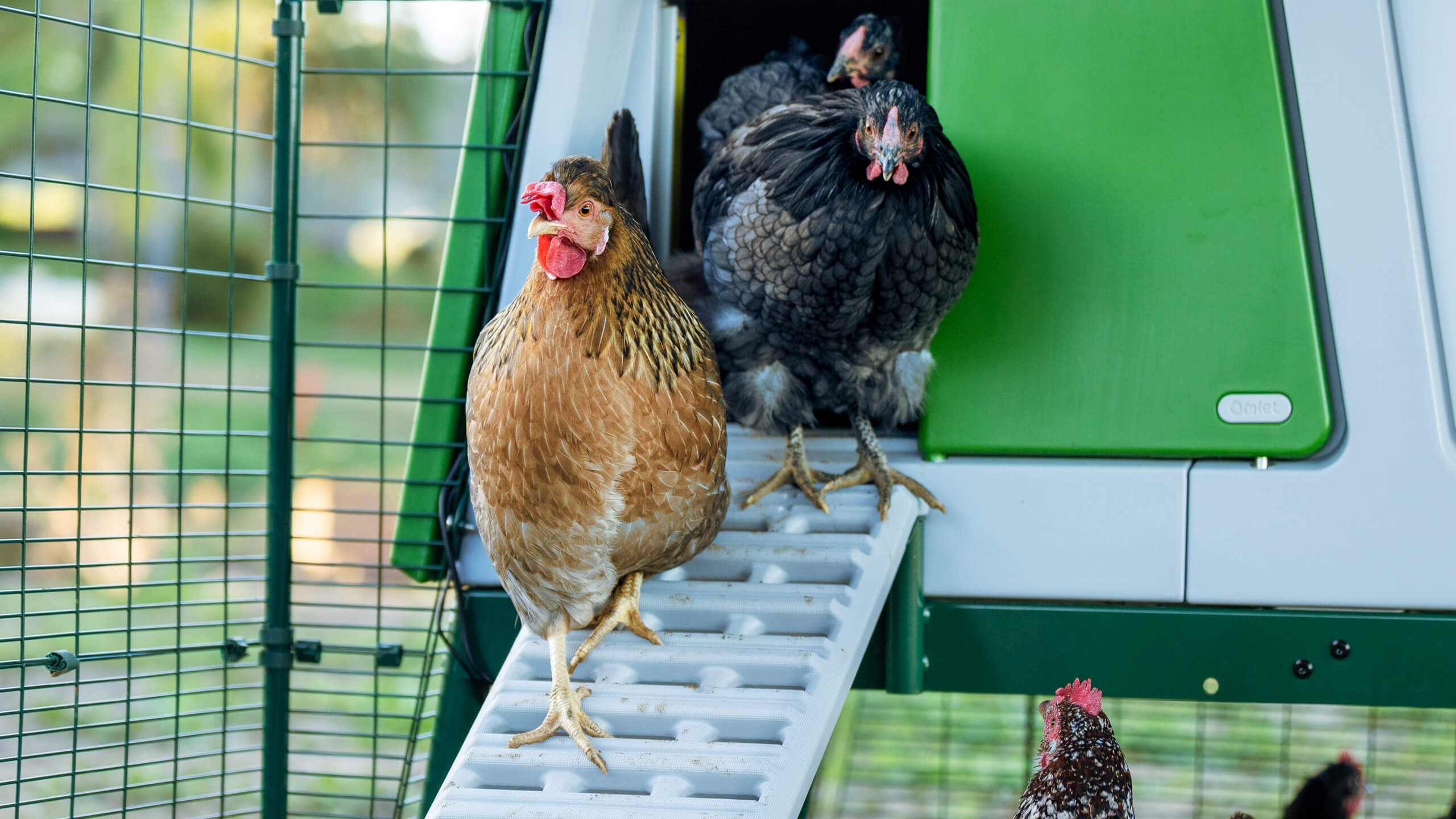 Chicken behaviour explained - Omlet Blog Australia