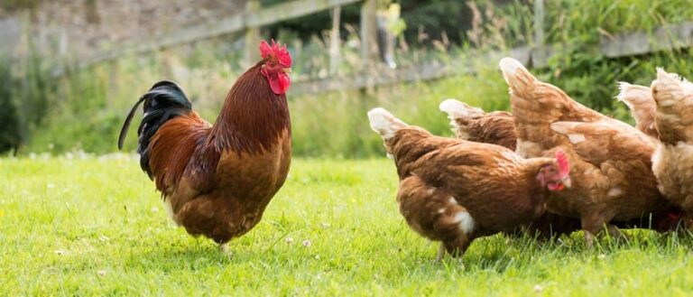 Everything You Need To Know About Keeping Roosters Omlet Blog Australia