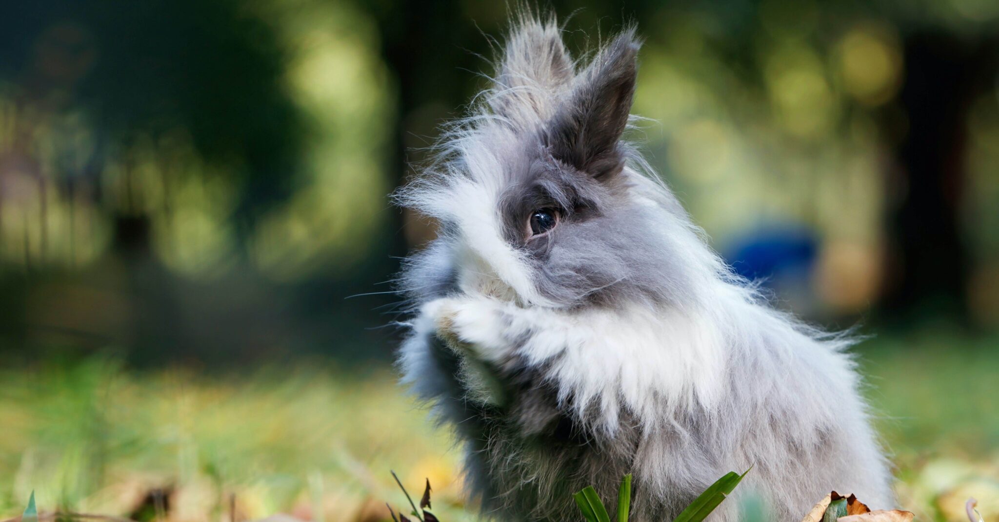 How Rabbits Show Love and Affection - Omlet Blog Australia