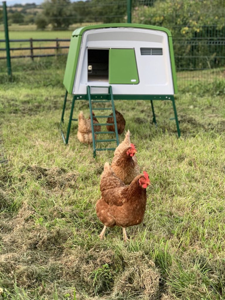 Understanding the Pecking Order in Chickens - Omlet Blog Australia