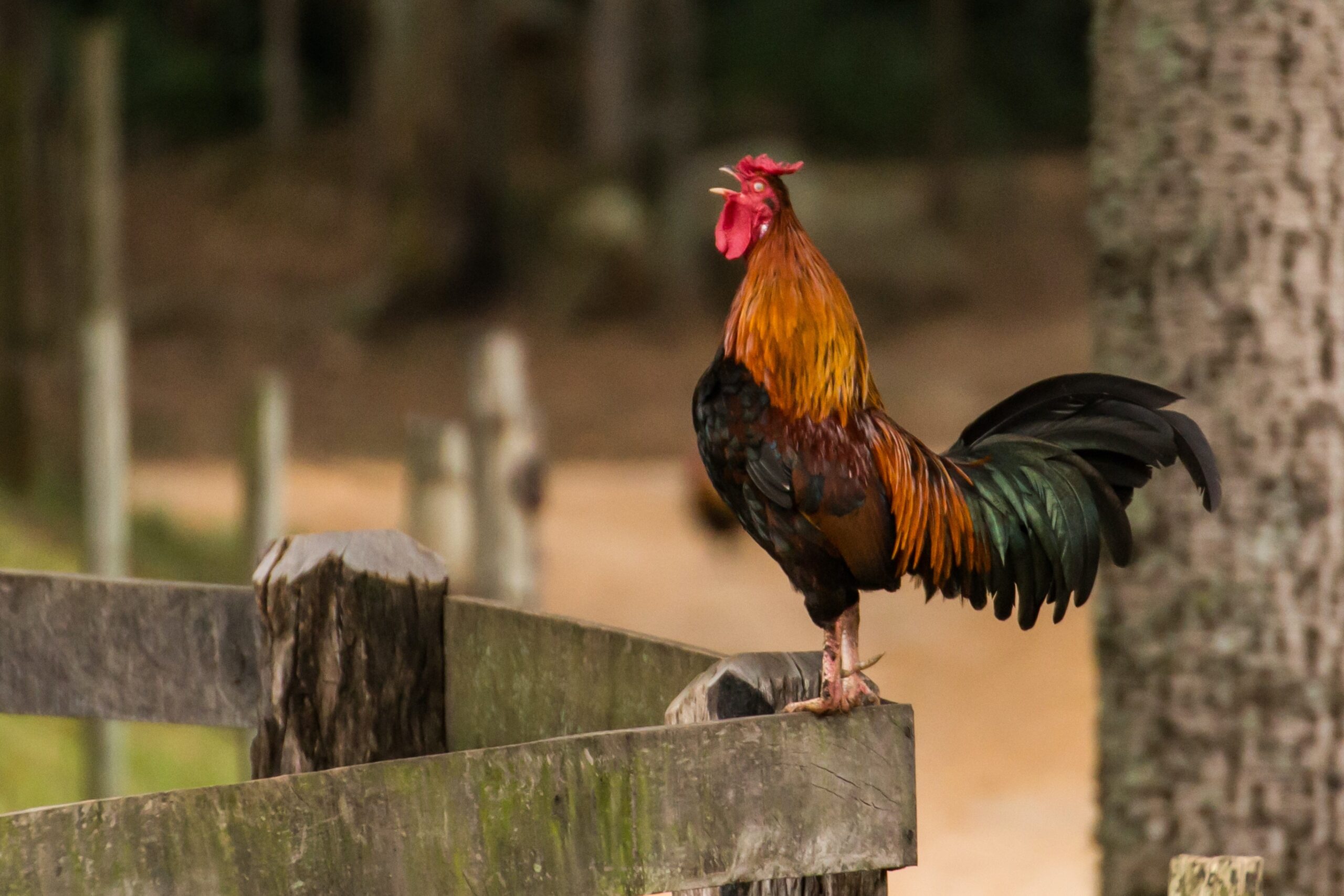 How to Calm an Aggressive Cockerel - Omlet Blog Australia