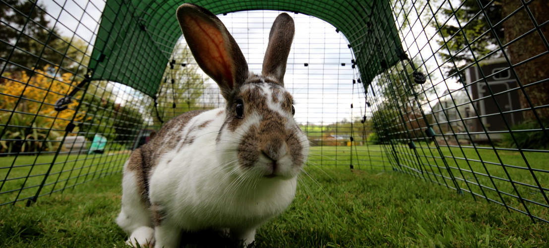 10 Tips for Keeping Older Rabbits Healthy and Happy - Omlet Blog Australia