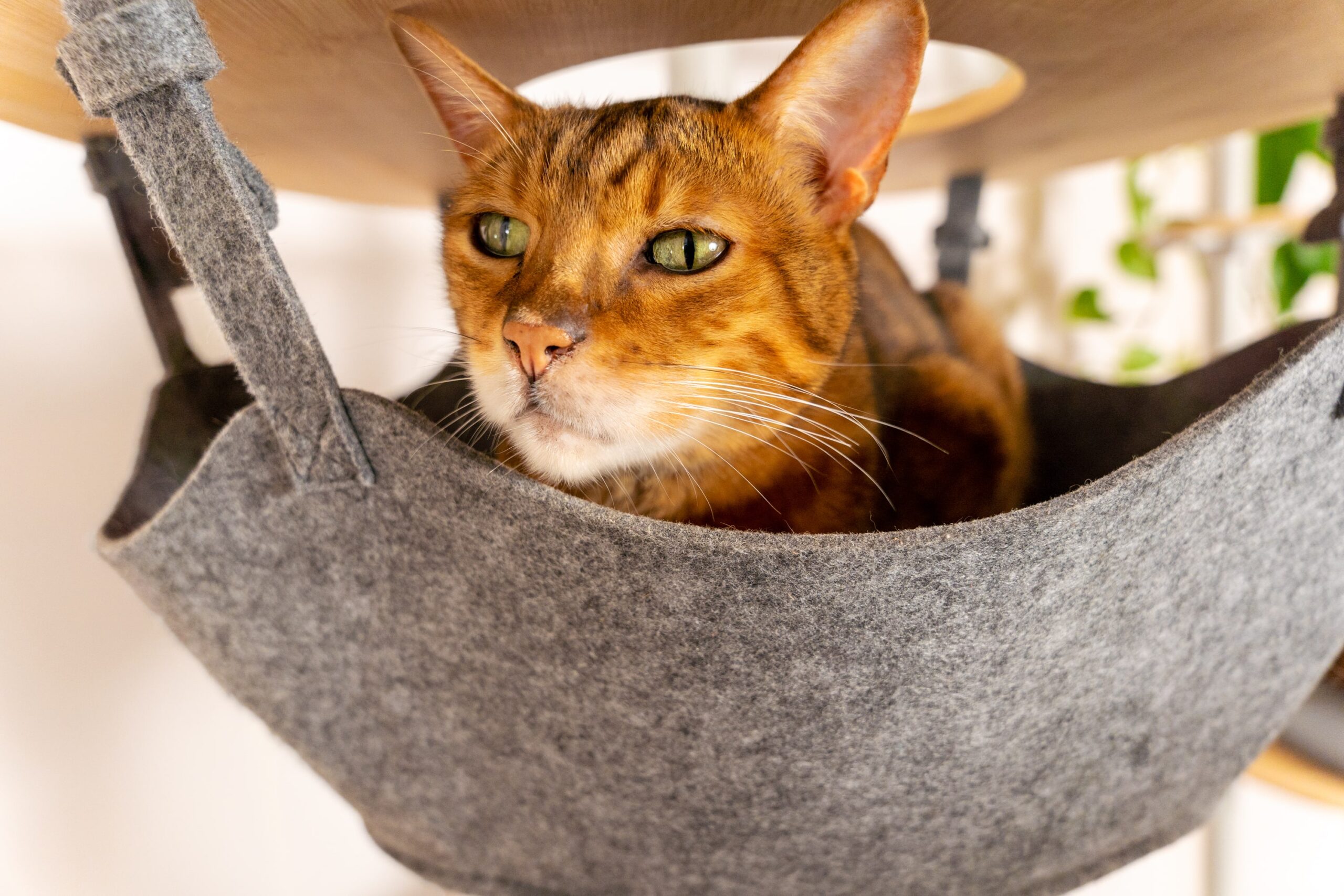 The seven fascinating senses of cats - Omlet Blog Australia