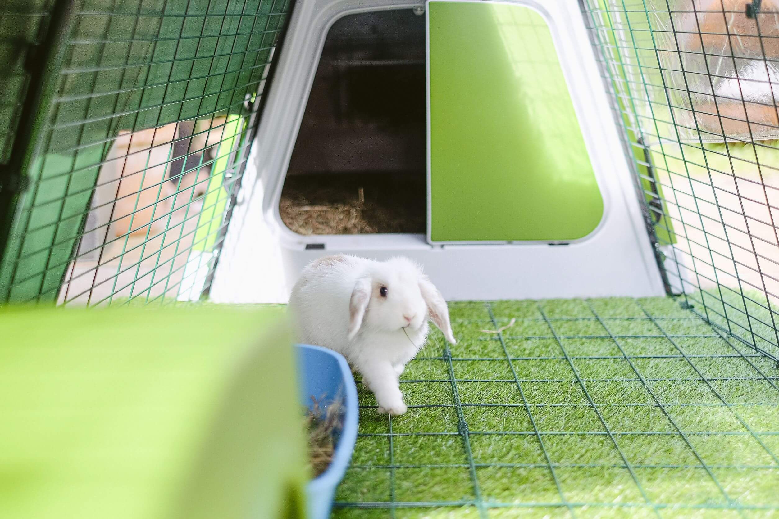 10 Ways to Bond With Your Rabbit - Omlet Blog Australia