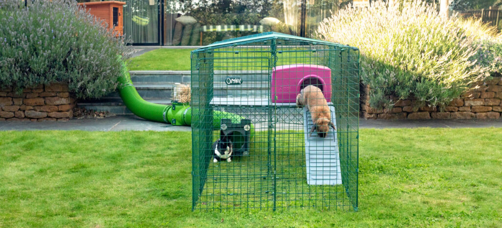 How to Use Platforms With Your Rabbits - Omlet Blog Australia