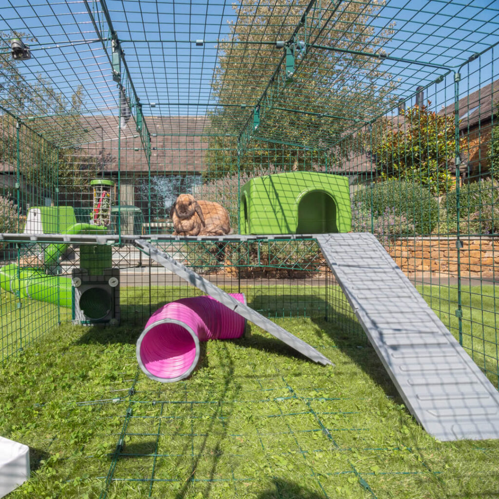 How to Use Platforms With Your Rabbits - Omlet Blog Australia