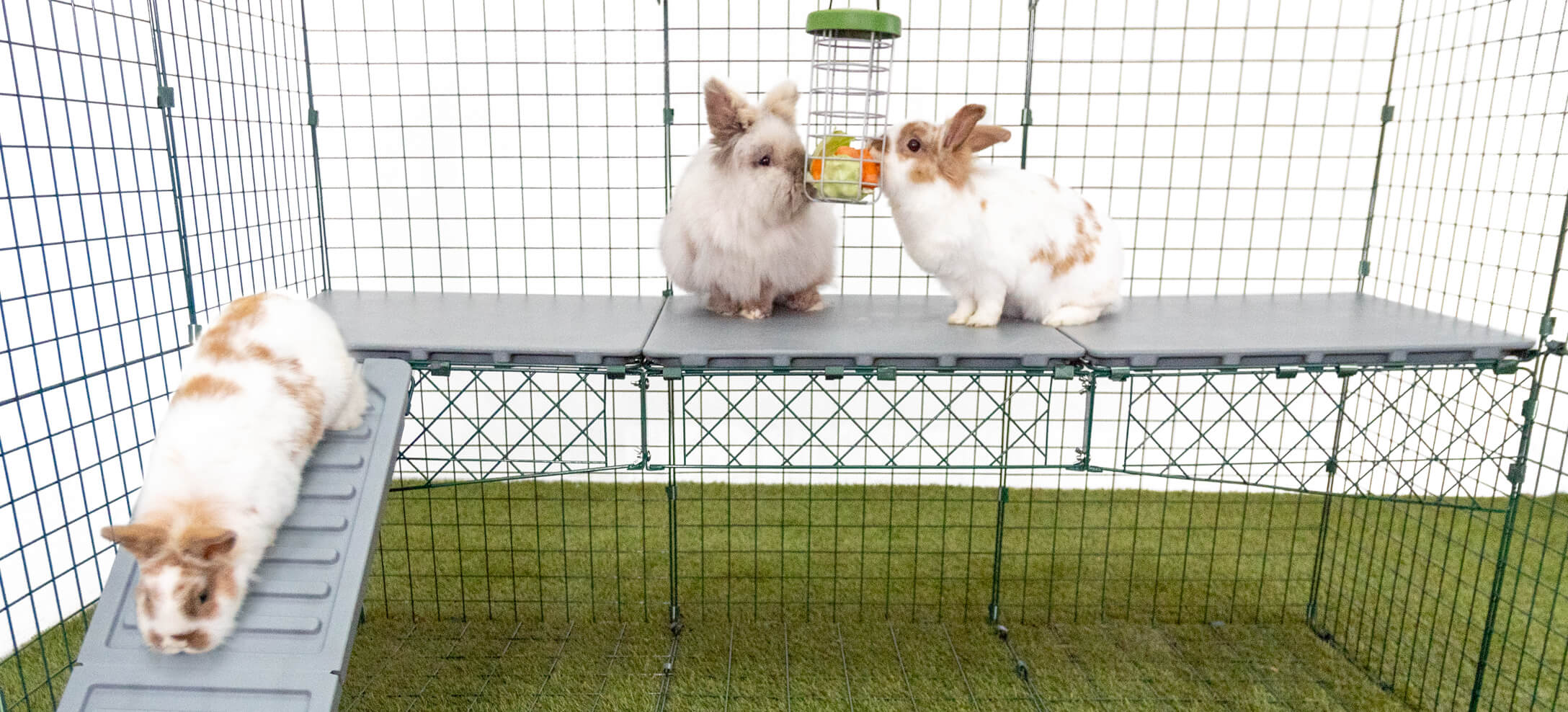 How to Make Your Rabbit Happy - Omlet Blog Australia