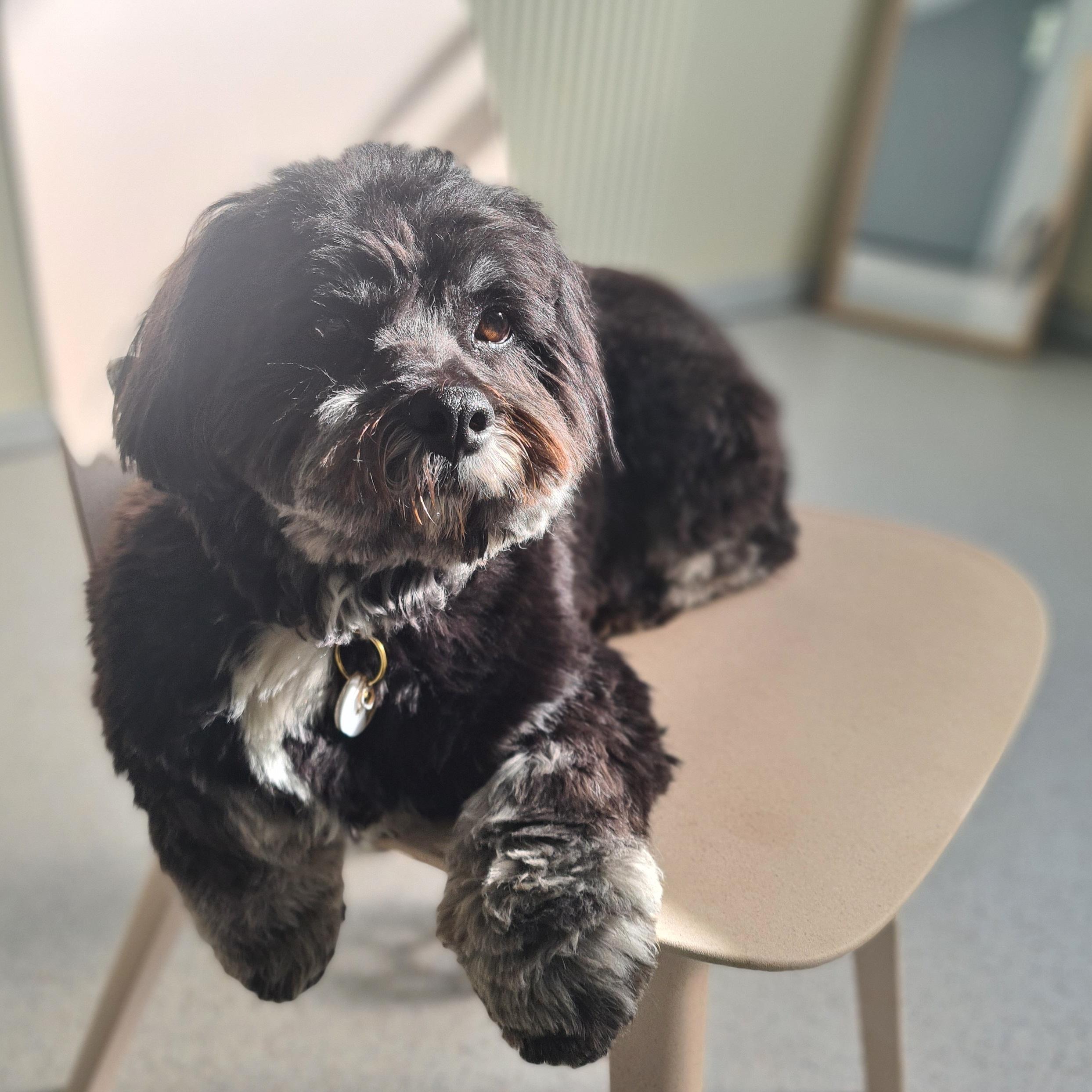 The Power of Pets - Omlet Blog Australia