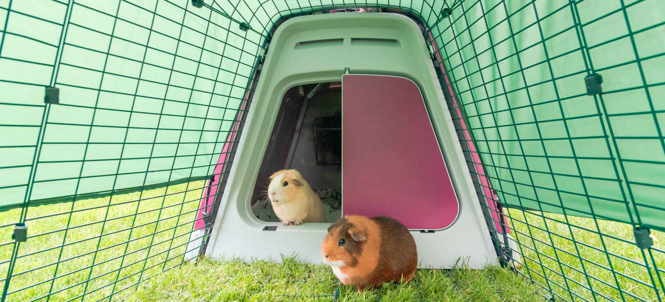 How Guinea Pigs Prepare for Winter - Omlet Blog Australia