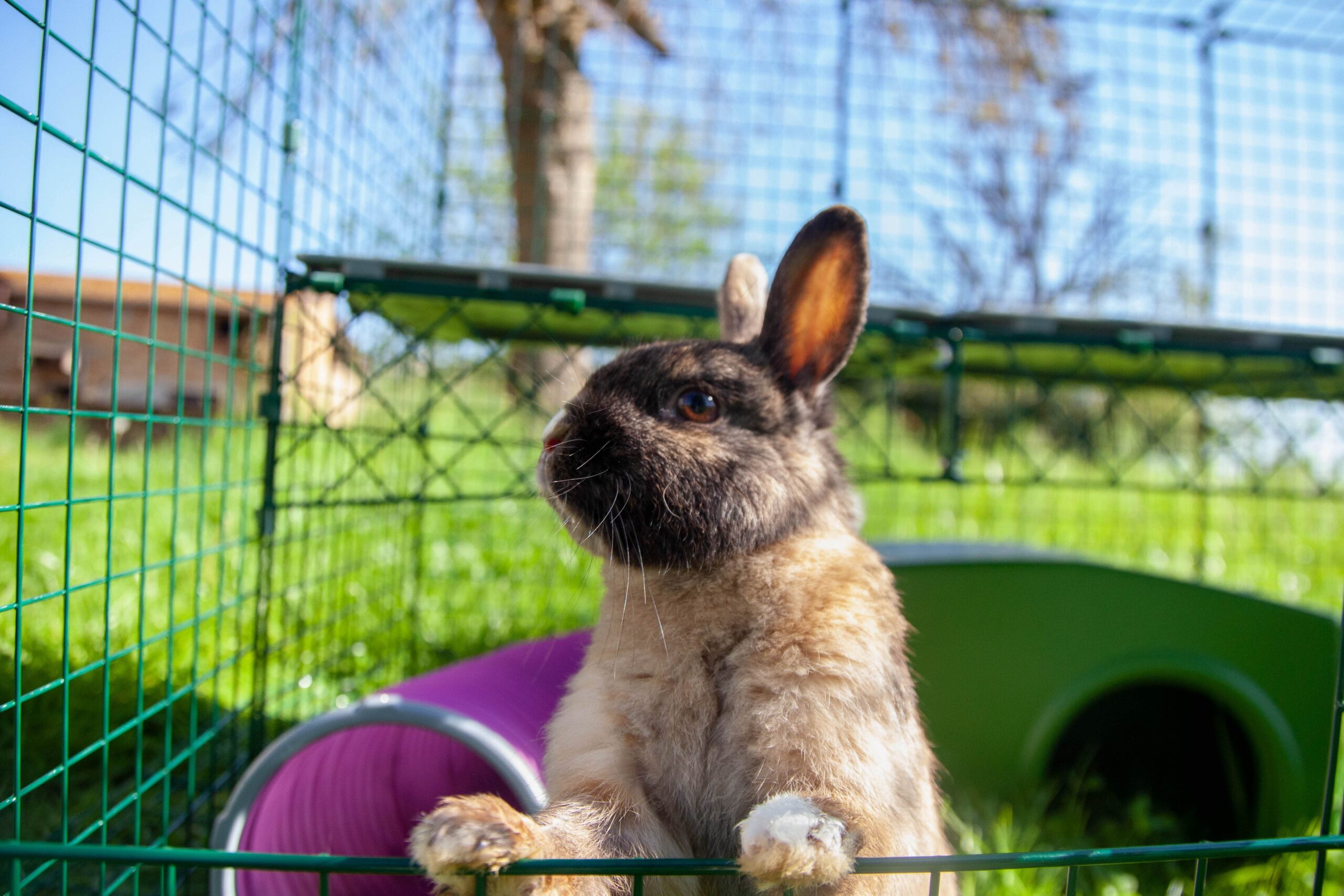 How to create more space for your rabbits - Omlet Blog Australia