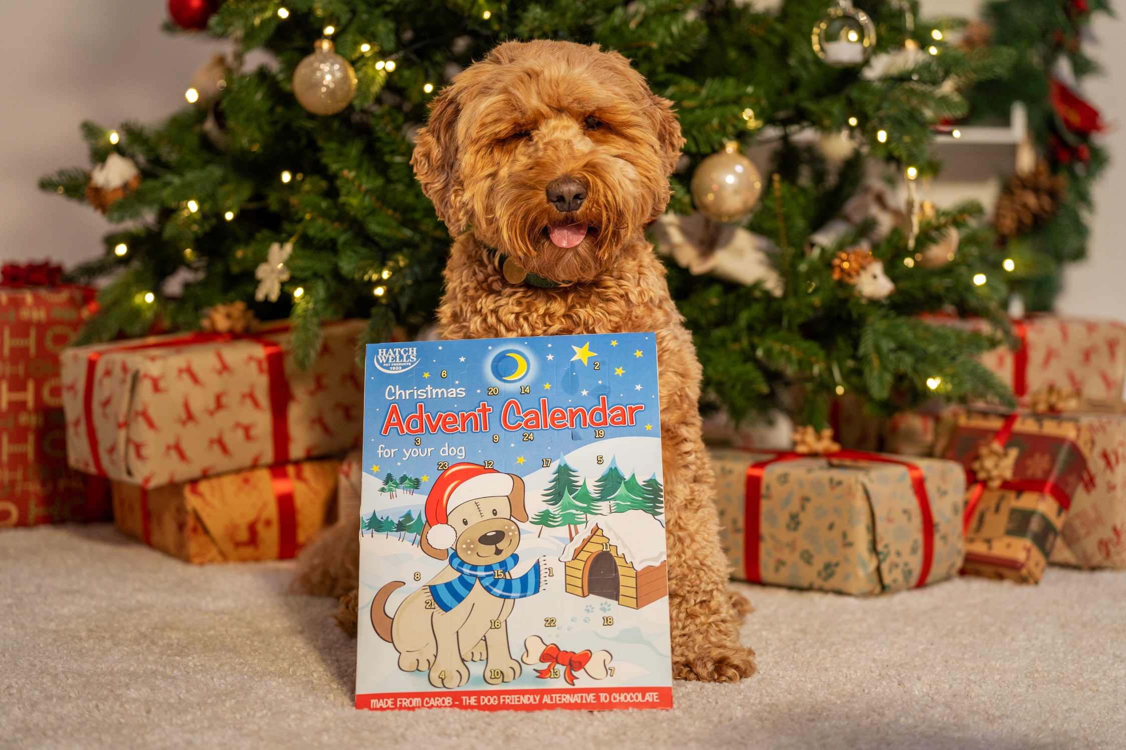 A Dog’s Guide To Christmas - Omlet Blog Australia