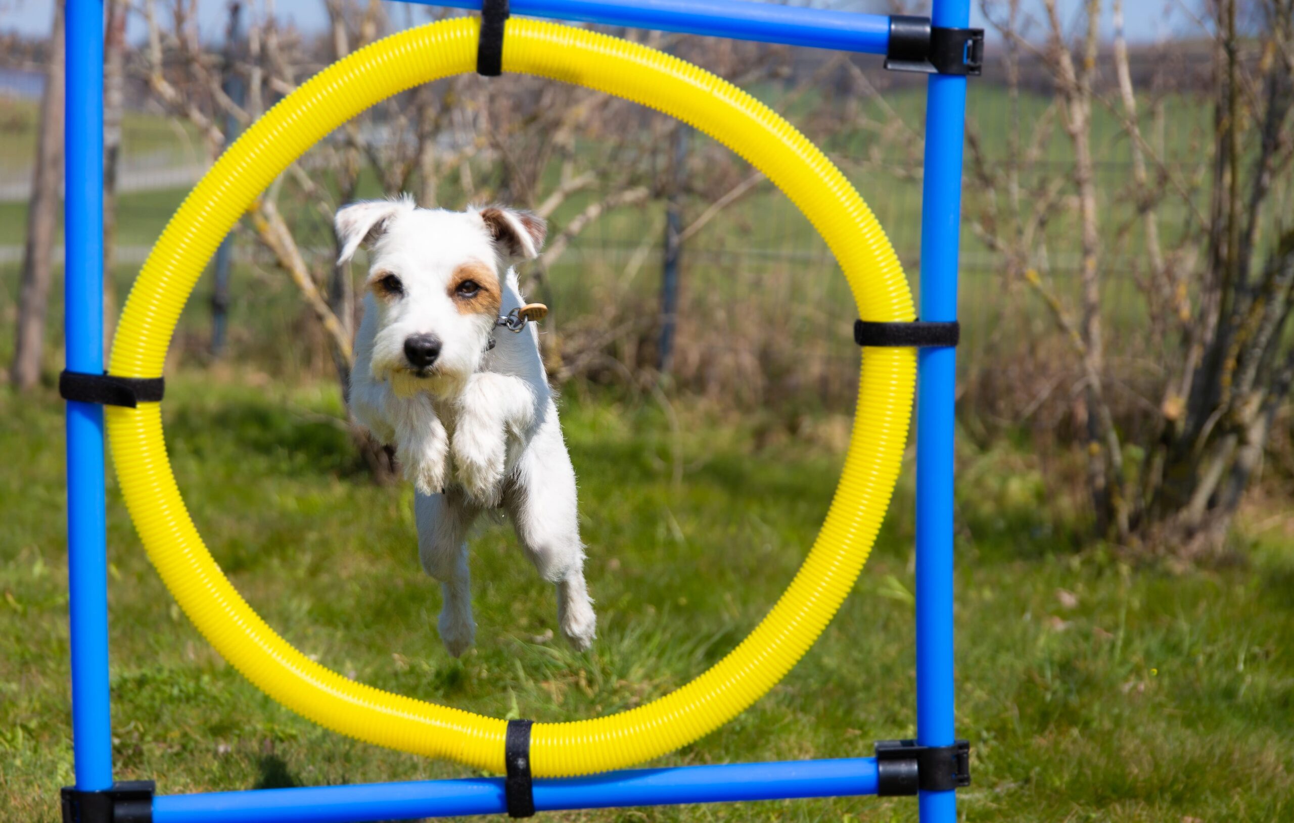 How to Create a Doggy Obstacle Course - Omlet Blog Australia