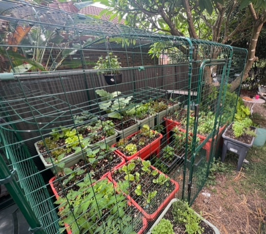 How can a chicken run save your plants from predators? - Omlet Blog ...