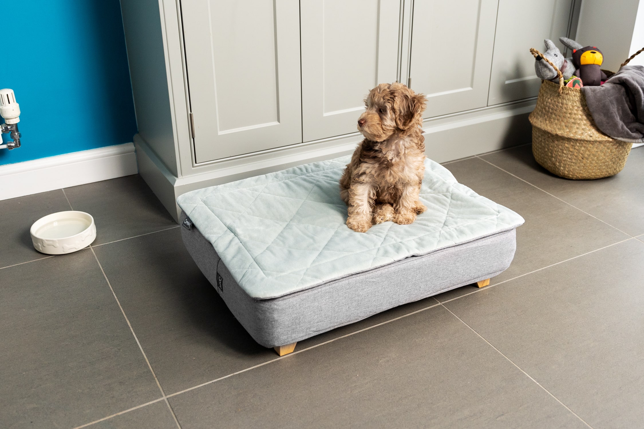 How to settle in a new puppy - Omlet Blog Australia