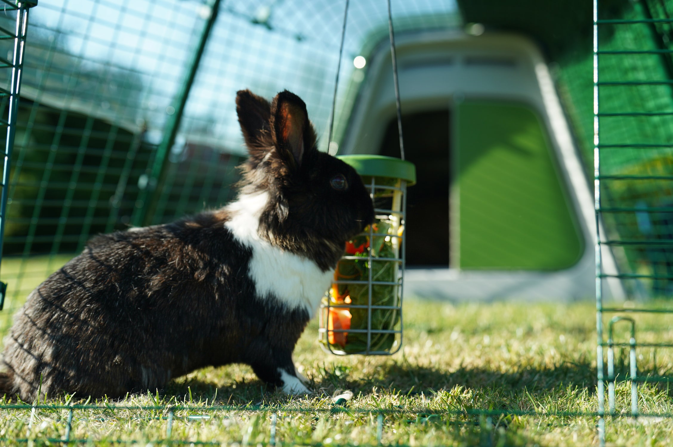 Rabbit care essentials - Omlet Blog Australia