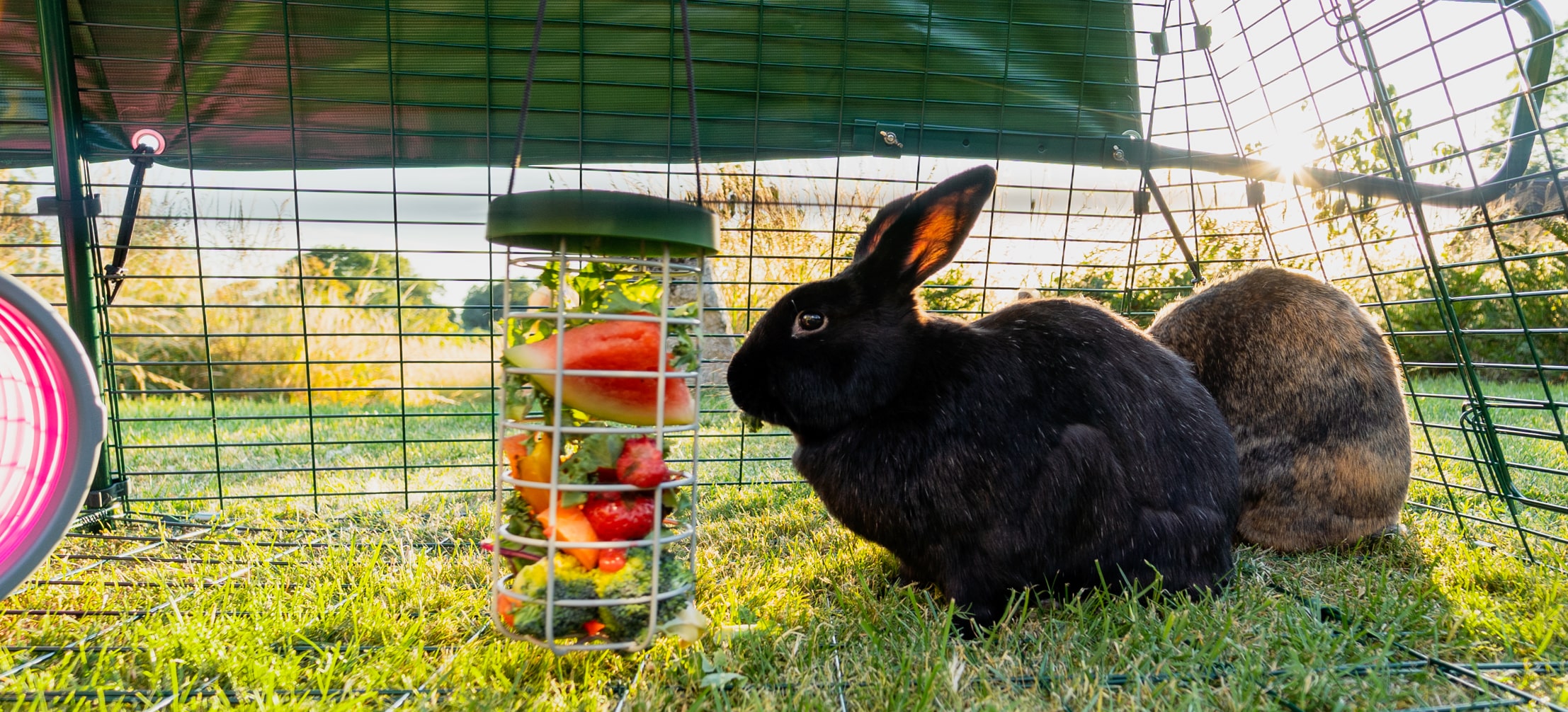 Caring for your rabbits through a moult - Omlet Blog Australia