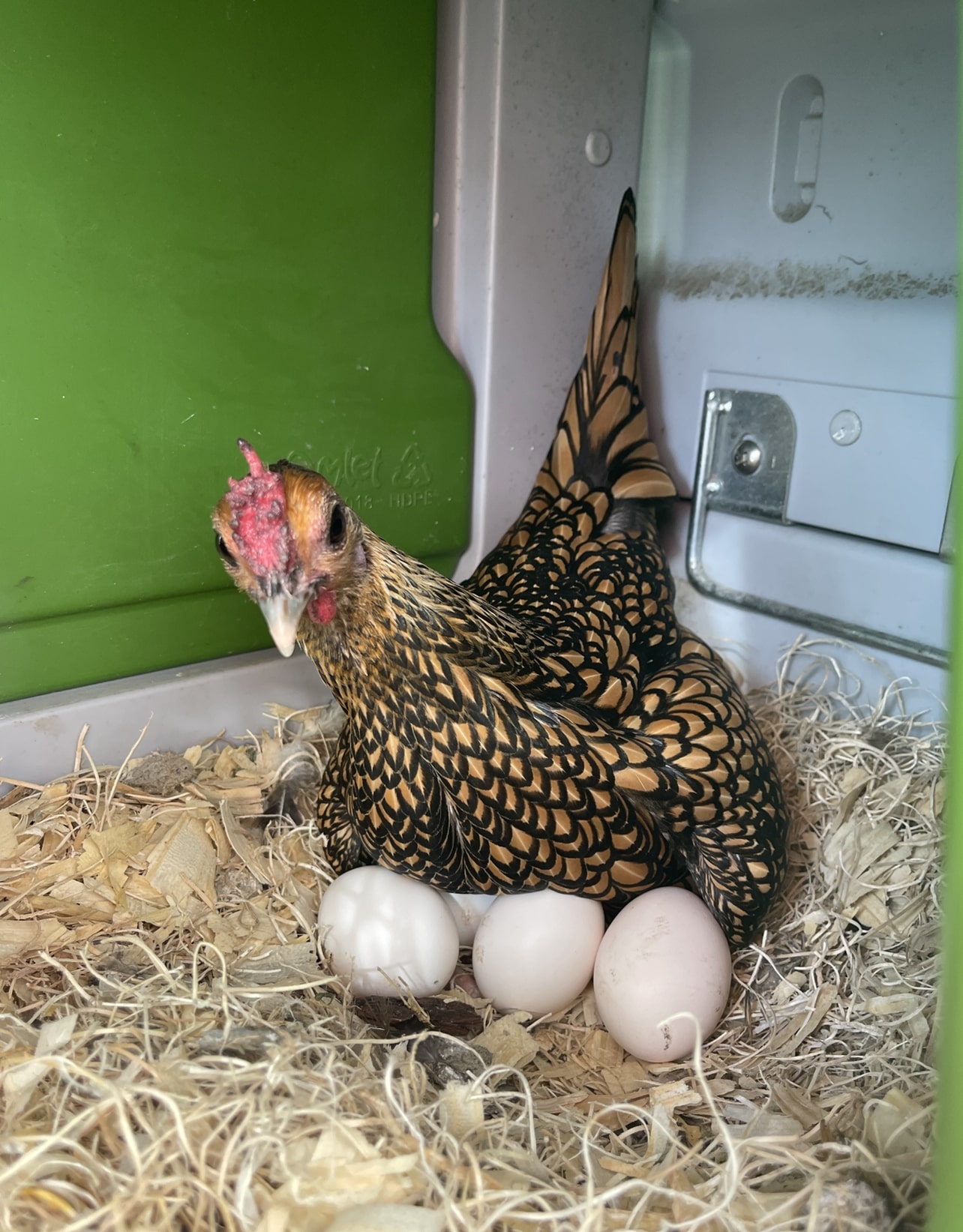 Chicken nesting box guide - Omlet Blog Australia