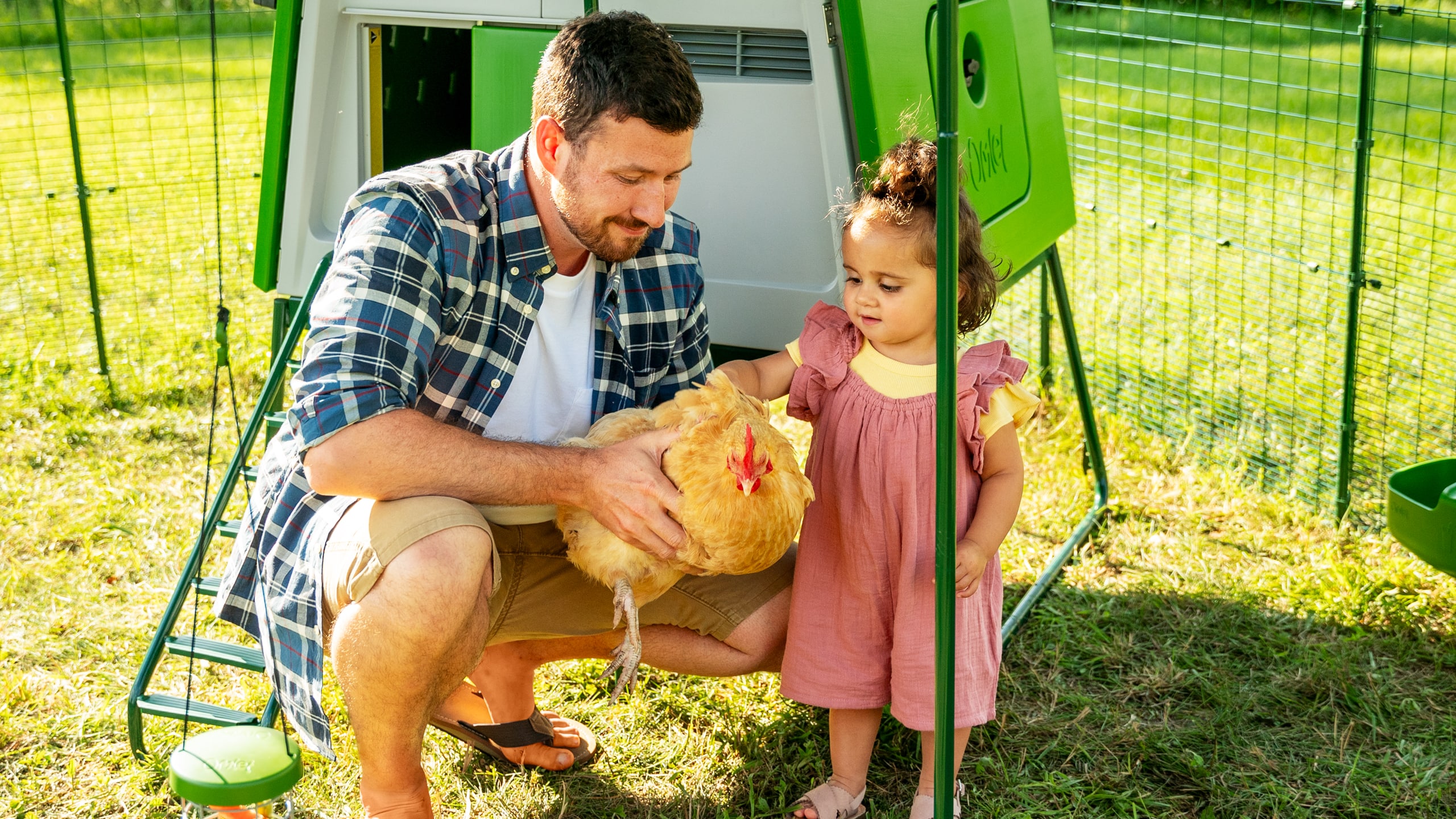 Steps to familiarise chickens with the human touch - Omlet Blog Australia