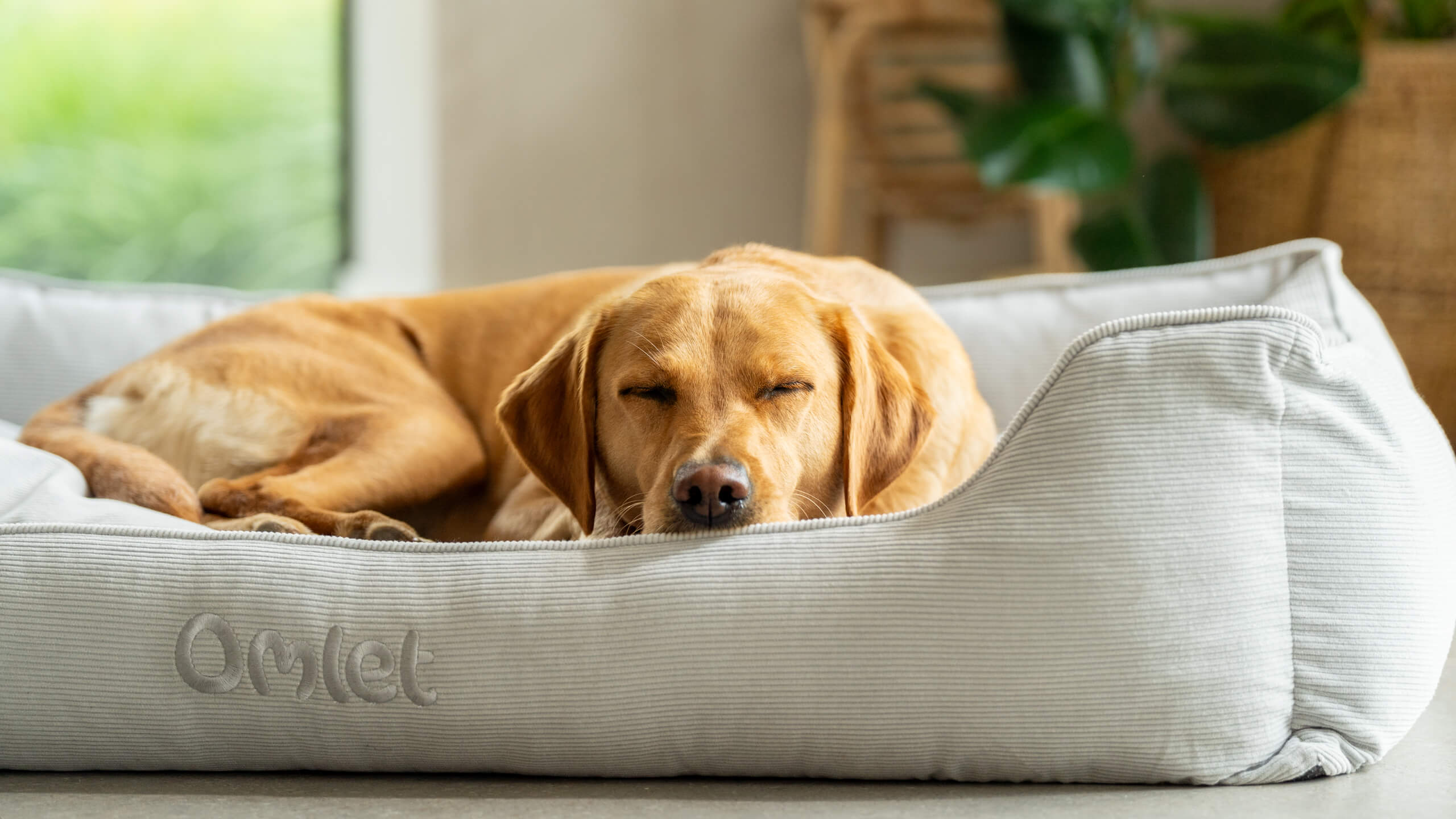What is affecting my dog's sleep? - Omlet Blog Australia