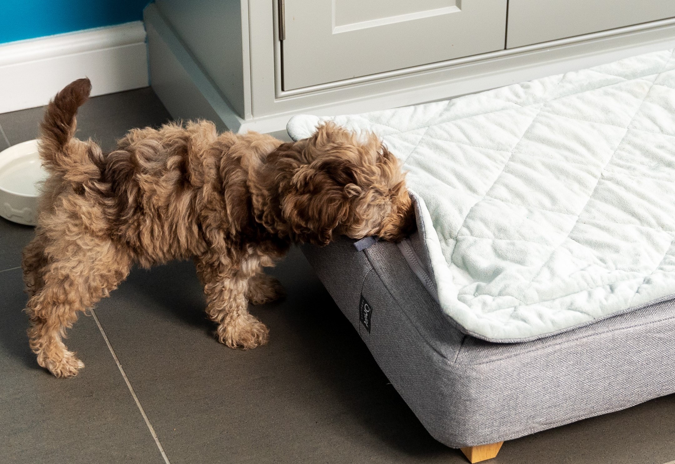 Top 7 dog training tips - Omlet Blog Australia