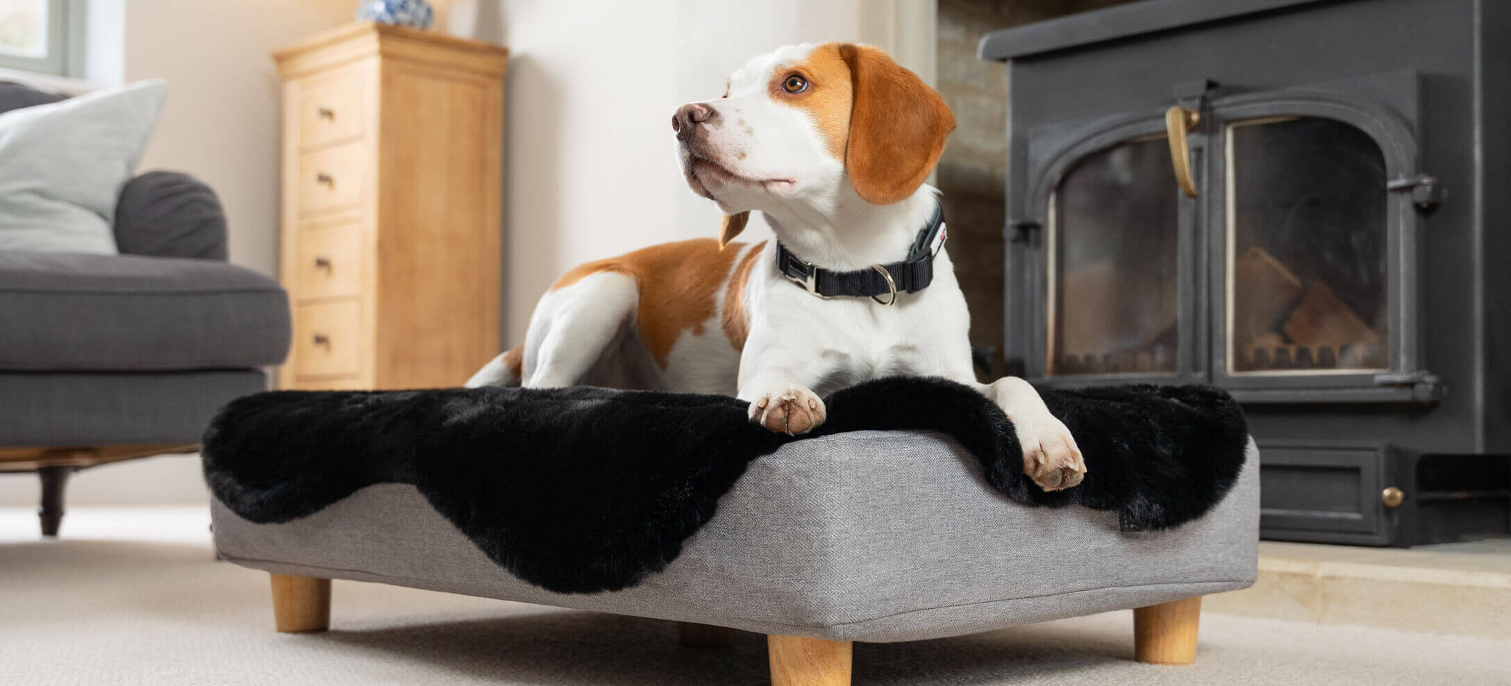 Everything you need for a happy dog - Omlet Blog Australia