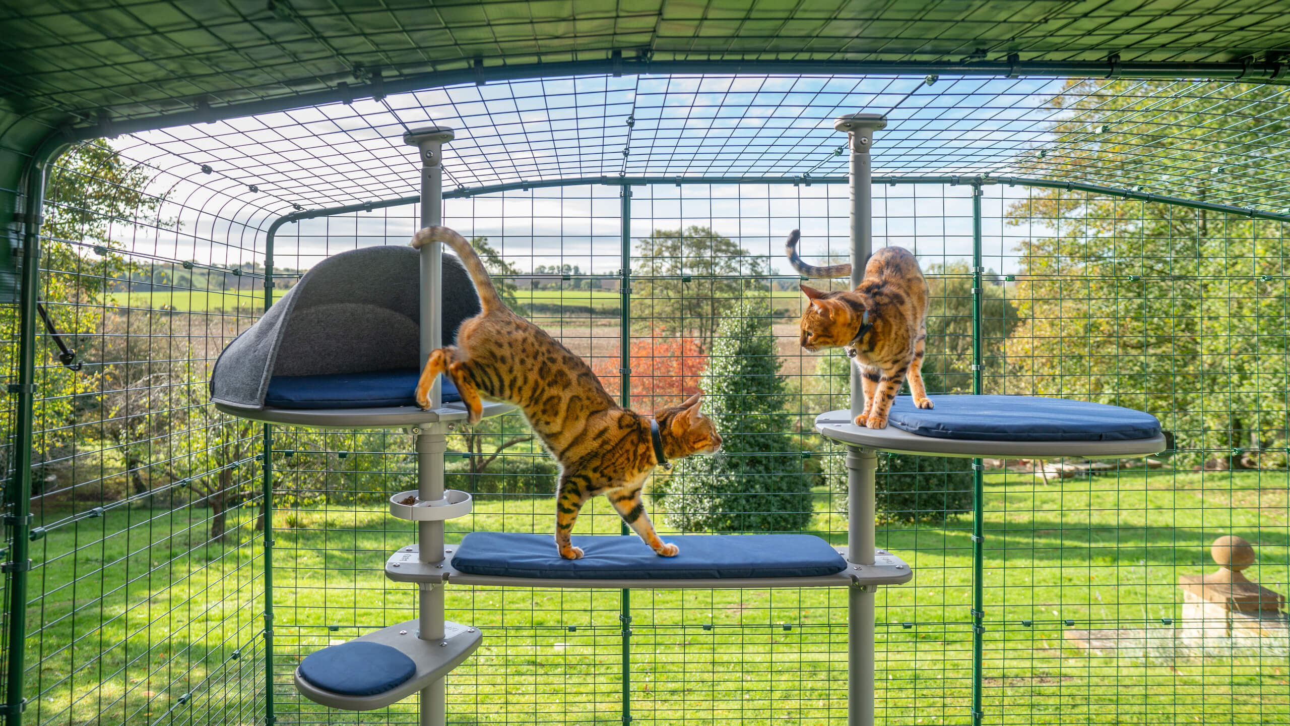 Indoor cats and outdoor play - Omlet Blog Australia