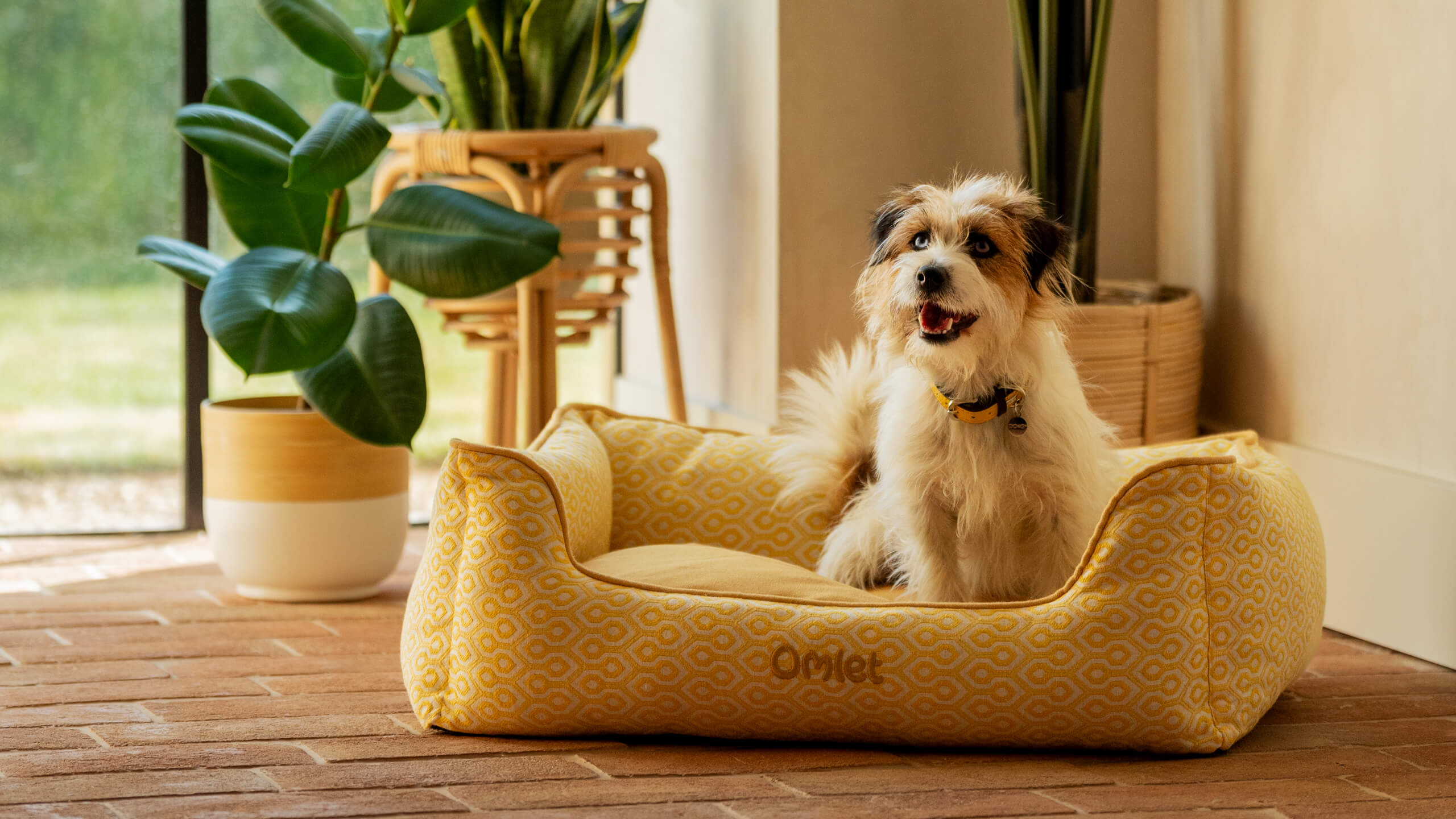10 ways you know your dog loves you - Omlet Blog Australia
