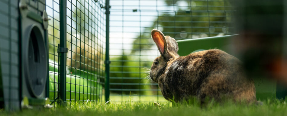Getting ready for your rabbit - Omlet Blog Australia