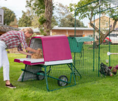 Overcoming Chicken Keeping Challenges In The Year Ahead Omlet Blog